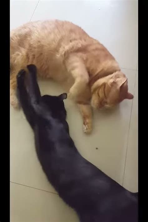 Cat Kissing Gatos Besándose Youtube