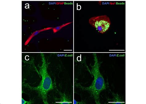 Phagocytosis Of Fluorescent Beads And E Coli Particles A Fluorescence