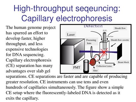 Ppt Dna Sequencing By The Sanger Method Powerpoint Presentation Free
