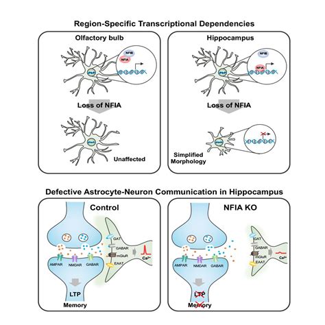 Astrocyte