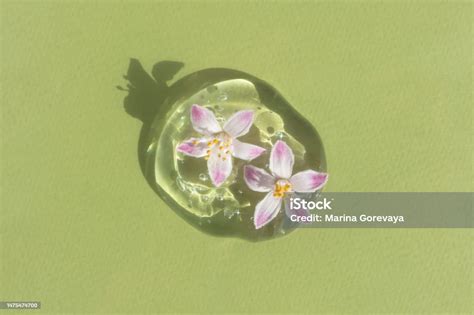 녹색 배경에 분홍색 꽃이있는 히알루 론산이 함유 된 투명한 화장품 젤 또는 세럼 한 방울 천연 화장품의 개념 평면도 개념에 대한