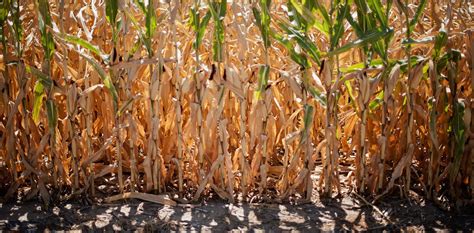 What Is A Flash Drought An Earth Scientist Explains