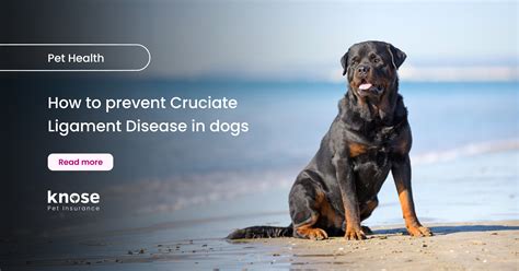 How To Prevent Cruciate Ligament Disease In Dogs Knose