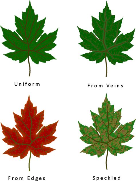 Download Different Leaf Texture Types Leaves With Different Texture