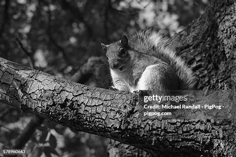 Pog Photos And Premium High Res Pictures Getty Images