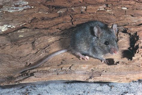 Species Diversity Of Eurasian Mice