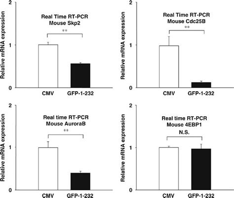 The N Terminal Fragment Inhibits Forkhead Box M1 Foxm1 Target Genes