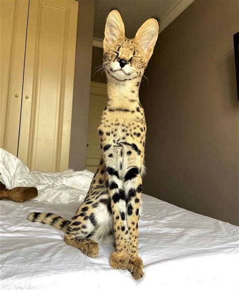 Savannah Chat Artofit