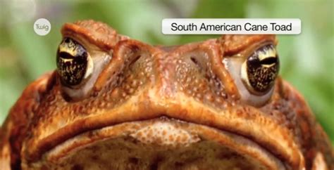 Cane Toads Cane Toads Libraryscotch At Scotch College