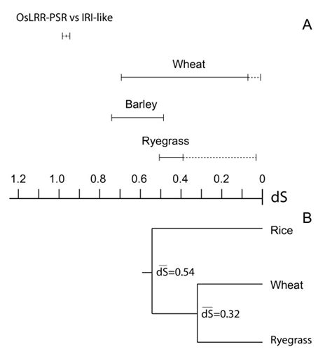 synonymous divergence between paralogous and orthologous sequences a