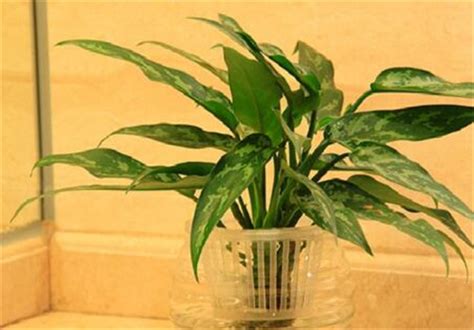 入户门口放什么植物好 这八种植物适合放在入户门口 建材知识 学堂 齐家网