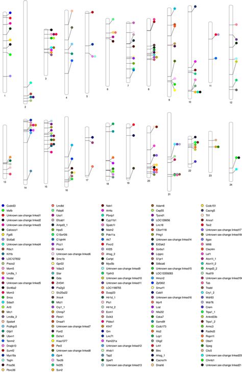 Phenogram Plot Showing The Location Of Molecular Players Potentially