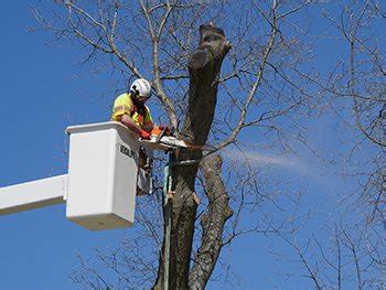 Winter Storm Tree Damage Pruning Tips The Lasco Press