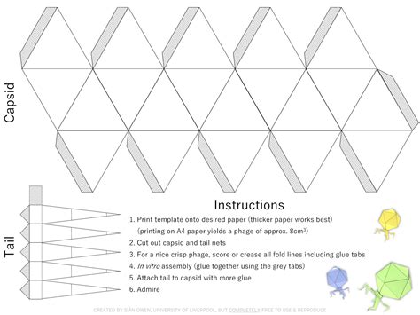 Bacteriophage Model Instructions