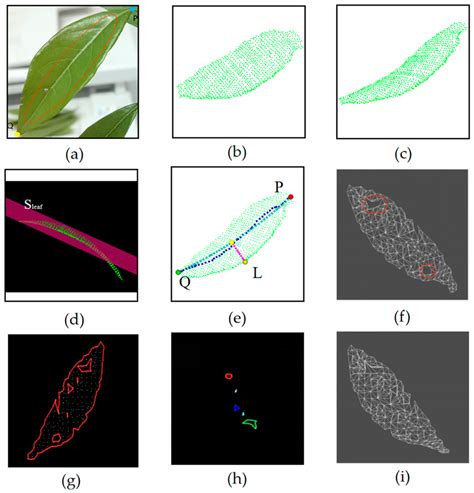 Schematic Diagram Of Leaf Parameter Calculation A Schematic Diagram
