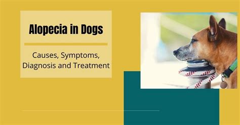 Alopecia In Dogs Causes Symptoms Diagnosis And Treatment I Love
