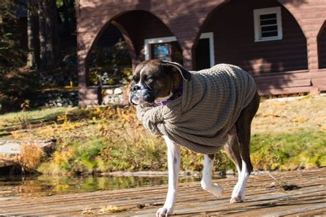 I Lost My Sweet Majestic Girl Callie This Week Please Give All Your