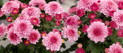 Bachmans Garden And Plant Care Information Garden Experts