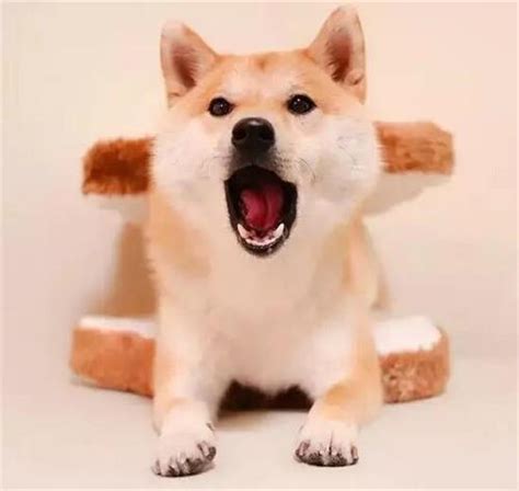 柴犬吐狗粮原因处理预防饮食调整是关键