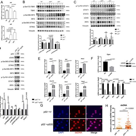 Ifn‐i‐related Ifn‐stimulated Genes Isgs Were Significantly