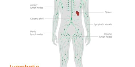 Diagram Groin Lymph Nodes