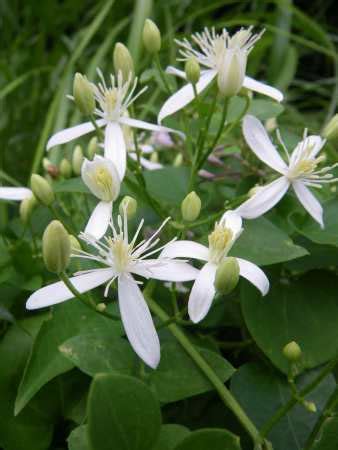 薬用植物 センニンソウ