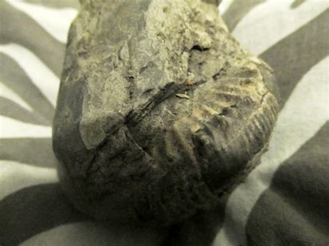 How Do I Remove This Ammonite Questions And Answers The Fossil Forum