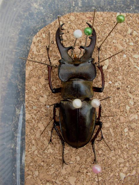 クワガタ カブトムシ 死虫 標本 標本用