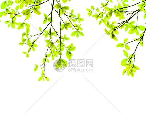 白背景的绿叶太阳角落阴影枝条森林叶子公园树木生长晴天高清图片下载 正版图片321462600 摄图网