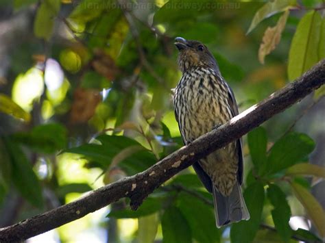 Tooth Billed Bowerbird Photo Image 5 Of 13 By Ian Montgomery At Birdway