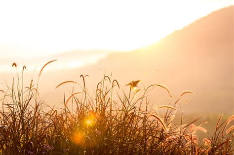 일몰 에 림 빛 효과와 잔디 꽃 아침에 꽃 잔디와 일출 배경 햇빛에 잔디 필드에 잔디 꽃 0명에 대한 스톡 사진 및 기타 이미지
