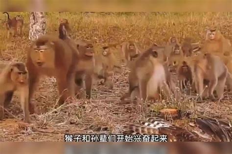 一只老鹰被100只猴子包围，被猴子欺负折磨，真惨烈啊猴子折磨包围