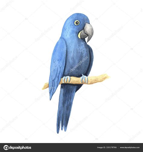 Watercolor Tropical Parrot Clipart Stock Illustration By ©lisagerrard