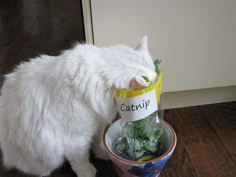 Why You Should Grow Catnip Cat Opedia Why You Should Grow Catnip Cat Opedia