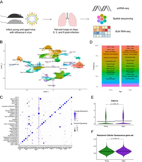 Single Cell Rna Sequencing Reveals Cellular Heterogeneity Among Young