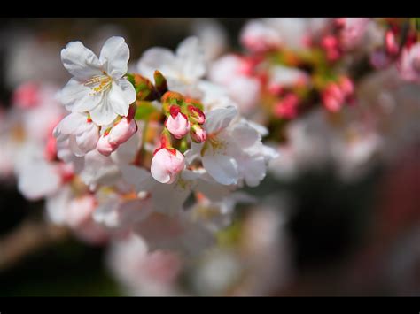 粉河寺の桜