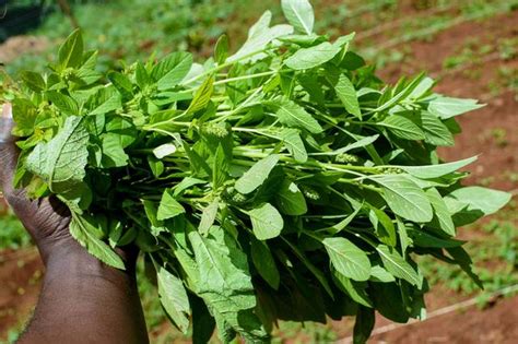 Lamarante Graines Ou Feuilles Bienfaits Santé Comment La Cuisiner