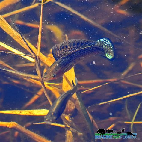 Sailfin Molly Imagine Our Florida Inc