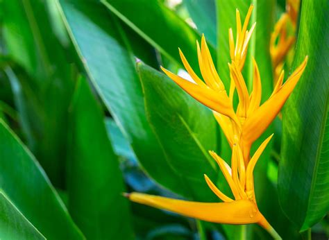 Heliconia Flower Or Heliconia Golden Torch Exotic Tropical Flowers In