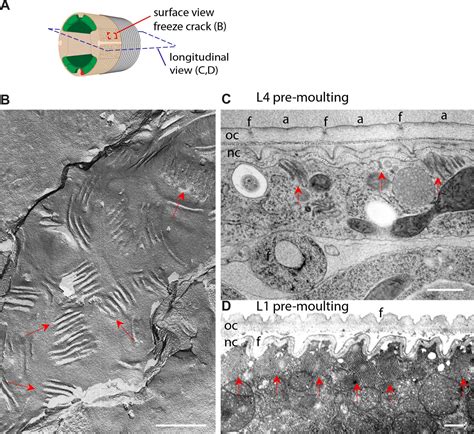 Figures And Data In Meisosomes Folded Membrane Microdomains Between