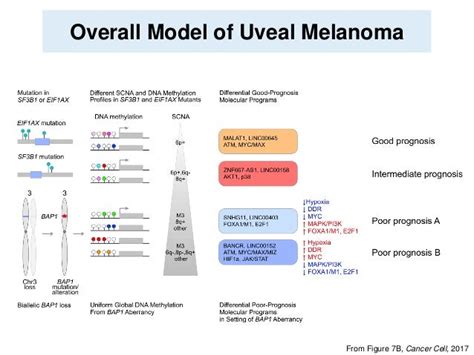 The Cancer Genome Atlas Update