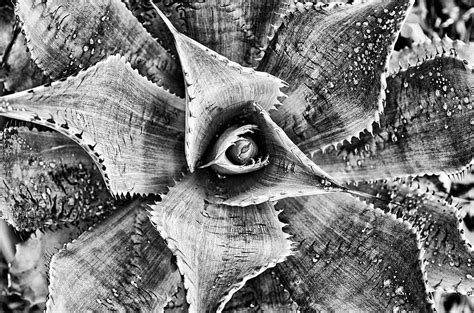 Agave Photograph By Alessandro Gilardi Fine Art America