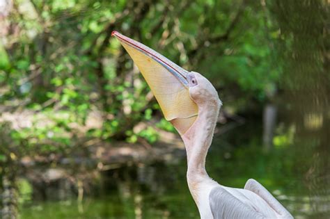 펠레카누스 오노크로탈루스 낙엽 나무 아래 그늘에 해안에 흰색 펠리컨은 부리에 물고기를 잡았다 배경의 차분한 수위 개에 대한 스톡 사진 및 기타 이미지 Istock