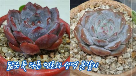 닮은듯 다른 다육이🌸 먼로and성영 분갈이해요🪴 Youtube