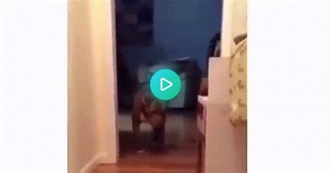 Tiptoeing Pittbull  On Imgur
