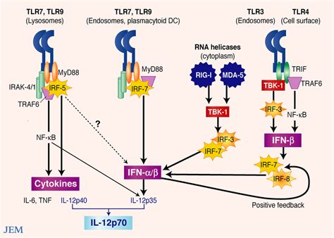 Major Signaling Pathways For Type I Ifn Gene Transcription Tlr7 And