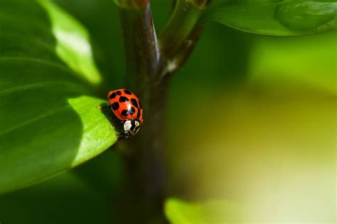Ladybug Nature Beetle Free Photo On Pixabay