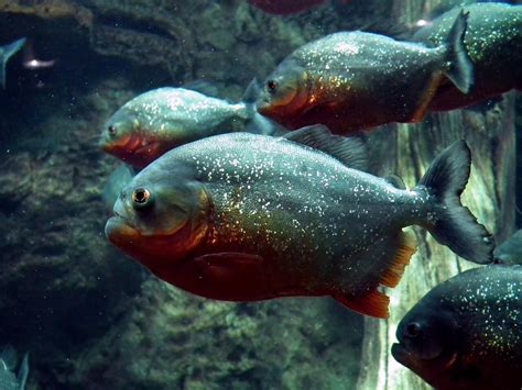 Peces Del Amazonas