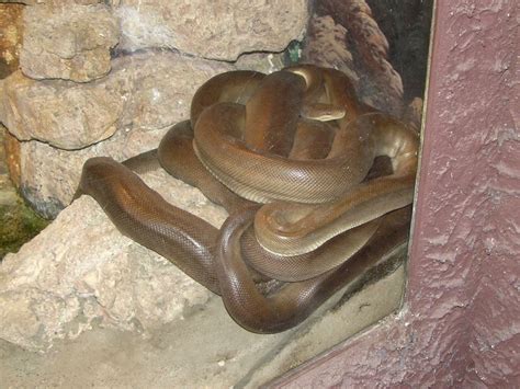 The Online Zoo Olive Python