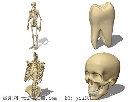 医学骨架3D解剖模型 医用器械模型下载 摩尔网CGMOL